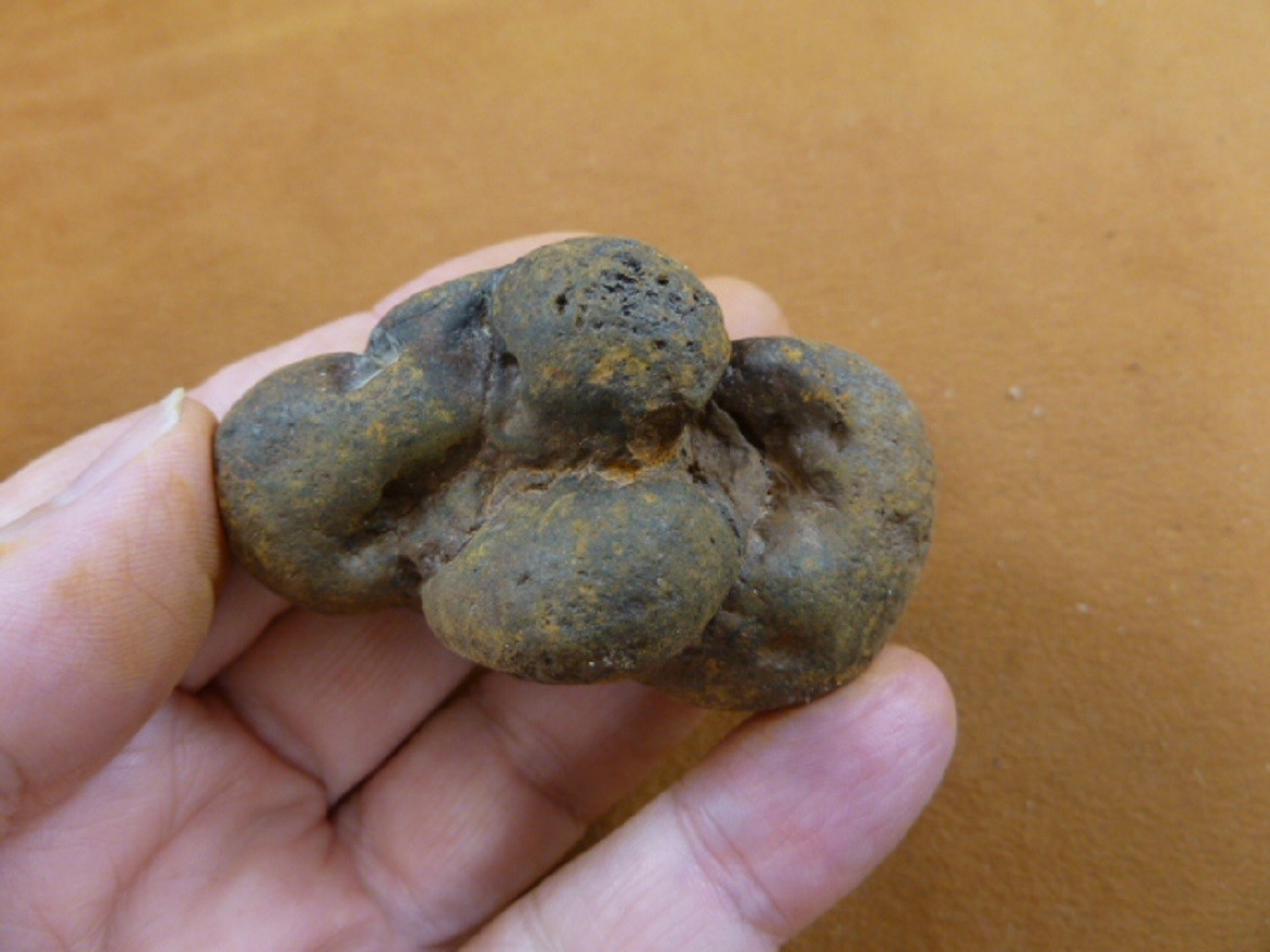 (PP463-74) 1-7/8" Genuine Fossil TURTLE POOP Coprolite WA state DUNG ...
