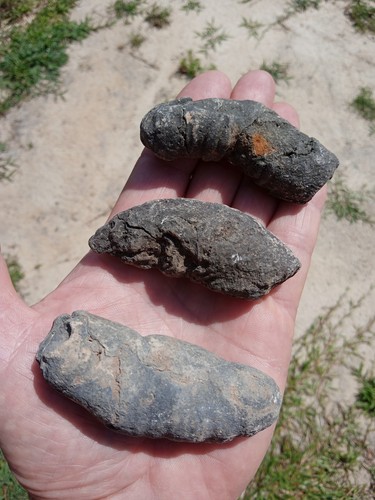 LOT OF 3 NICE PIECES OF COPROLITE FOSSIL ICE AGE POOP ! Pleistocene ...