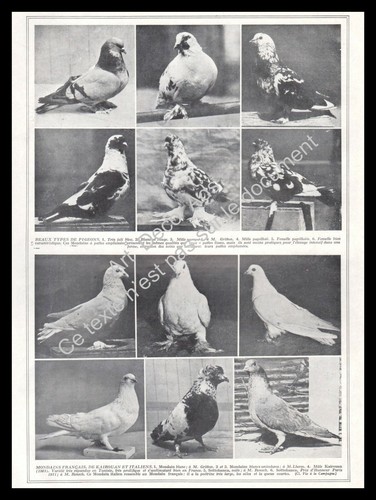 1927 Colombophilie ~ Pigeons Races / Pigeon Mondain Pattus Gazzi ...