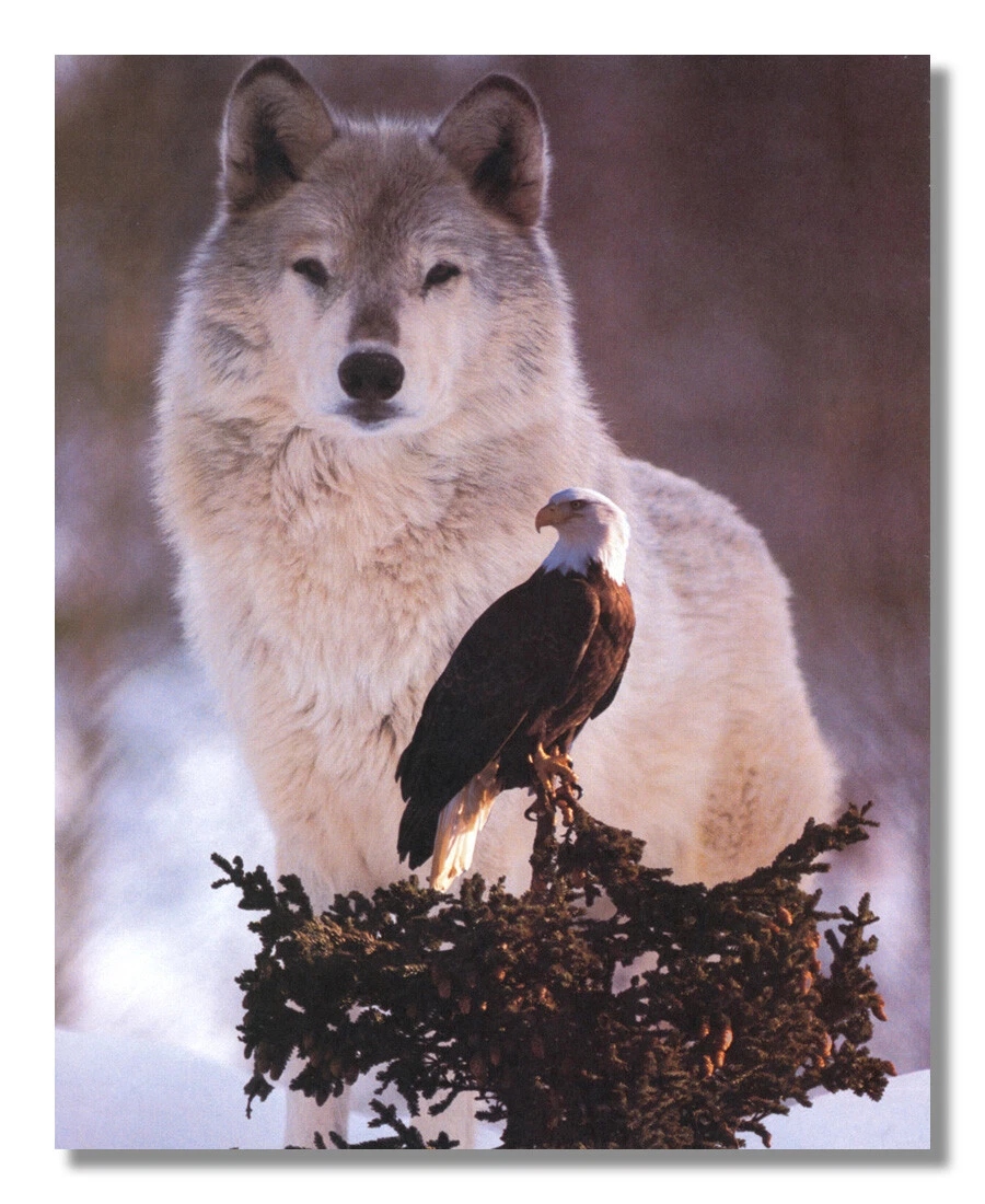 Eagle Vs Wolf