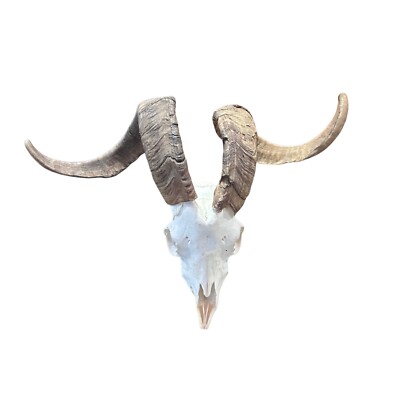 Real Ram Skull Real Angora Ram Skull - Approx Size: 16LX24WX12D inches ...