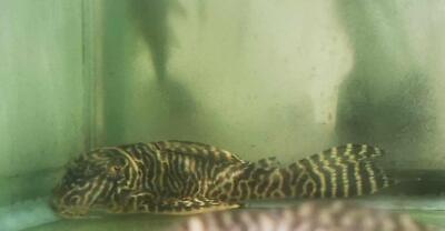 King Tiger Pleco L066 | eBay