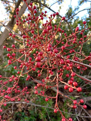 Cyprus Turpentine, Pistacia Terebinthus, Terebinth- 10 Seeds 2025 - USA ...