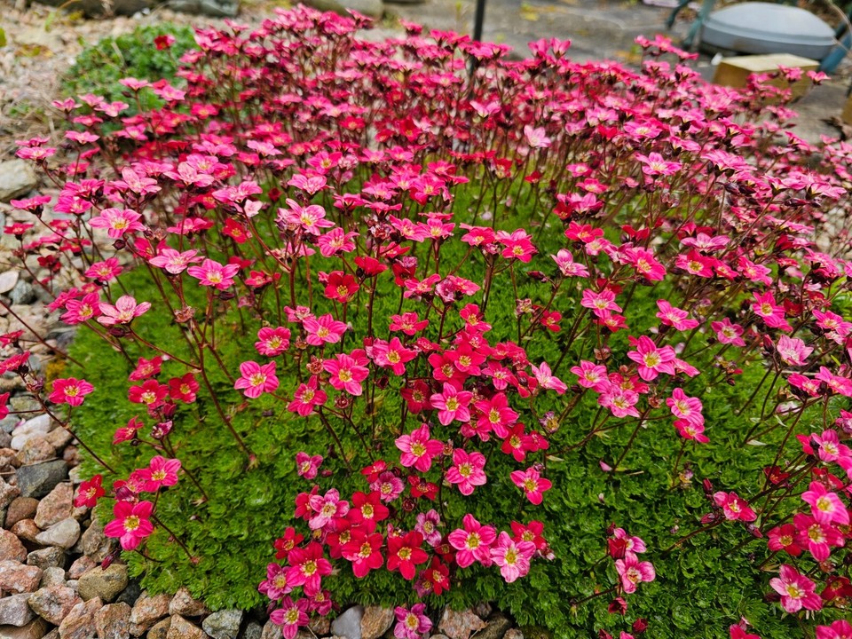 SAXIFRAGE ROSE - Saxifraga arendsii - Rockery Alpine perennial 100 ...