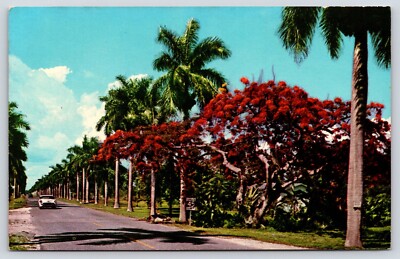 Vintage Postcard Royal Poinciana in Full Bloom Ft. Myers Florida | eBay