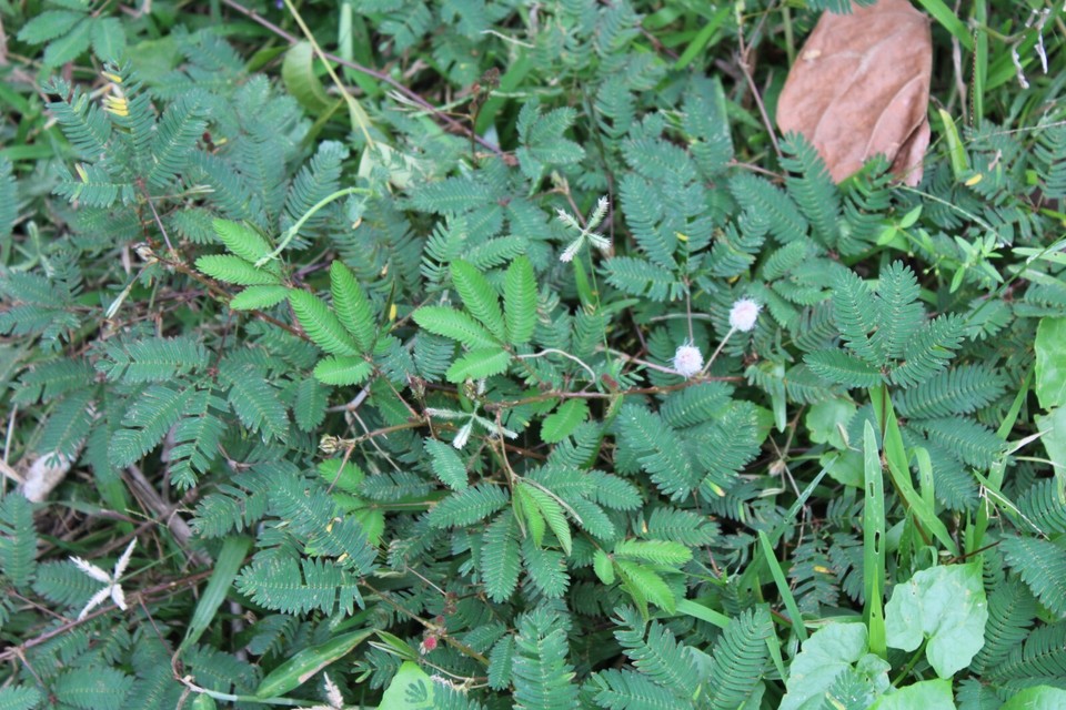 Mimosa pudica 100 seeds | dried whole plant | roots | Ceylon Nidikumba ...