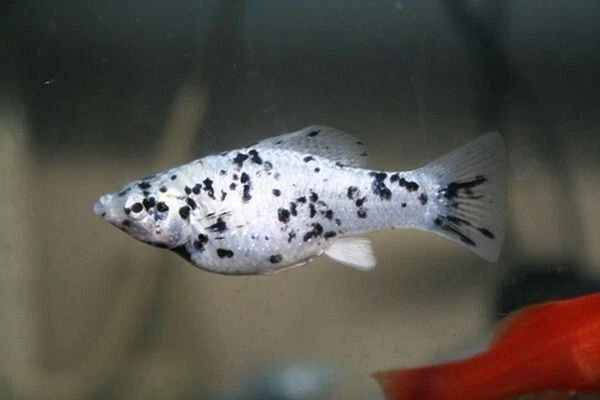 Black And White Molly Fish