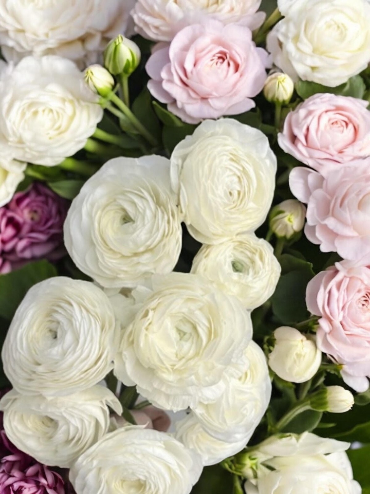100 Mixed Ranunculus Bulbs DOUBLE Buttercups Spring BARGAIN! | eBay