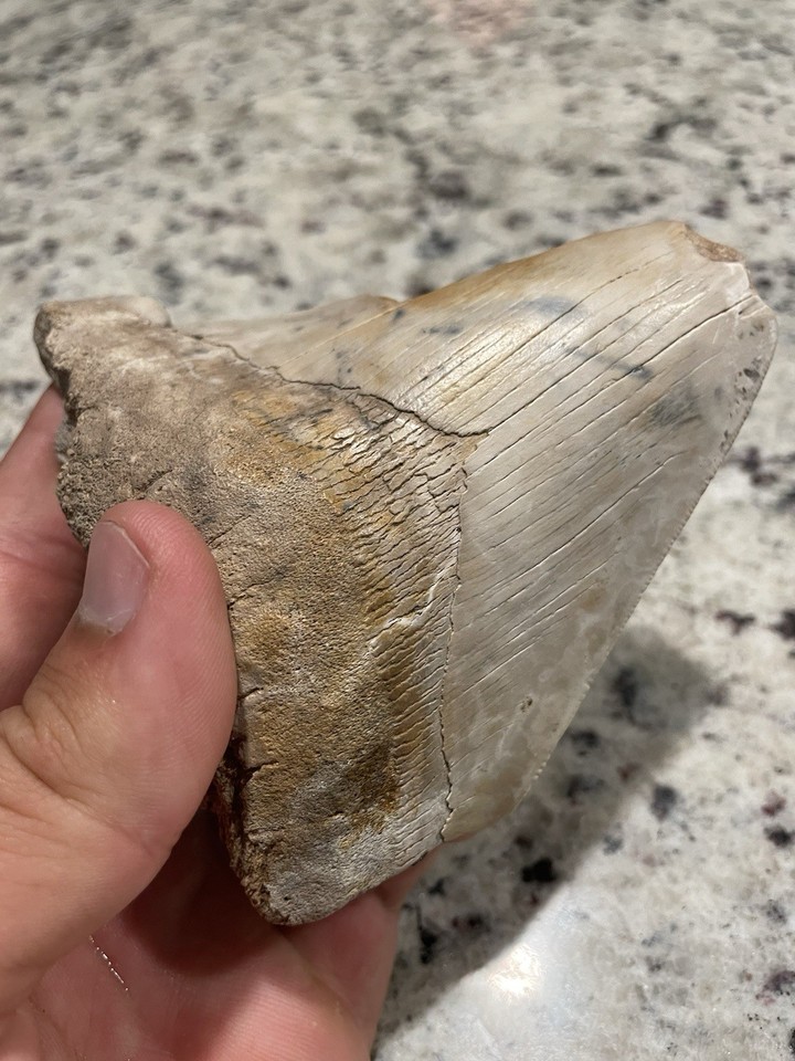 GNARLY PATHOLOGICAL MEGALODON SHARK TOOTH SUMMERVILLE LANDSITES FOSSIL ...