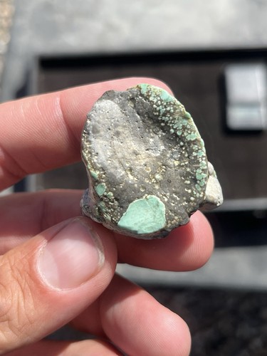 Variscite Clam Pseudomorph 145ct Turtleback Mine Nevada Specimen ...