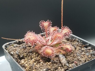 Drosera x 'Snyderi' - Live Plant - Easy to grow carnivorous sundew ...