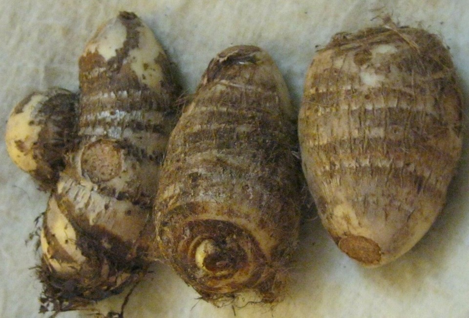 5 Taro Root Bulbs Edible Tropical Elephant Ear Colocasia Live Plant ...