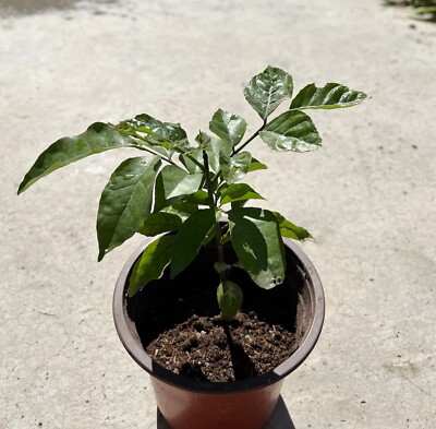 Wampee Tree 10” With Pot Clausena lansium Tropical Seedling Ready To ...