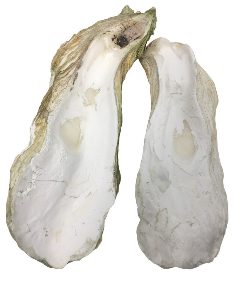 EXTREMELY RARE 14 INCH GIANT PACIFIC OYSTER SEA SHELL 50+ Year OLD (3lb ...