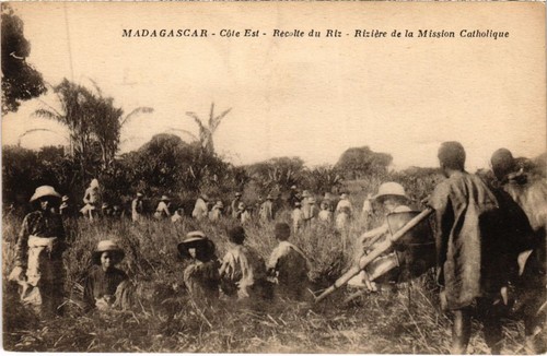 CPA AK Recolte du Riz,Riziere de la Mission Catholique MADAGASCAR ...