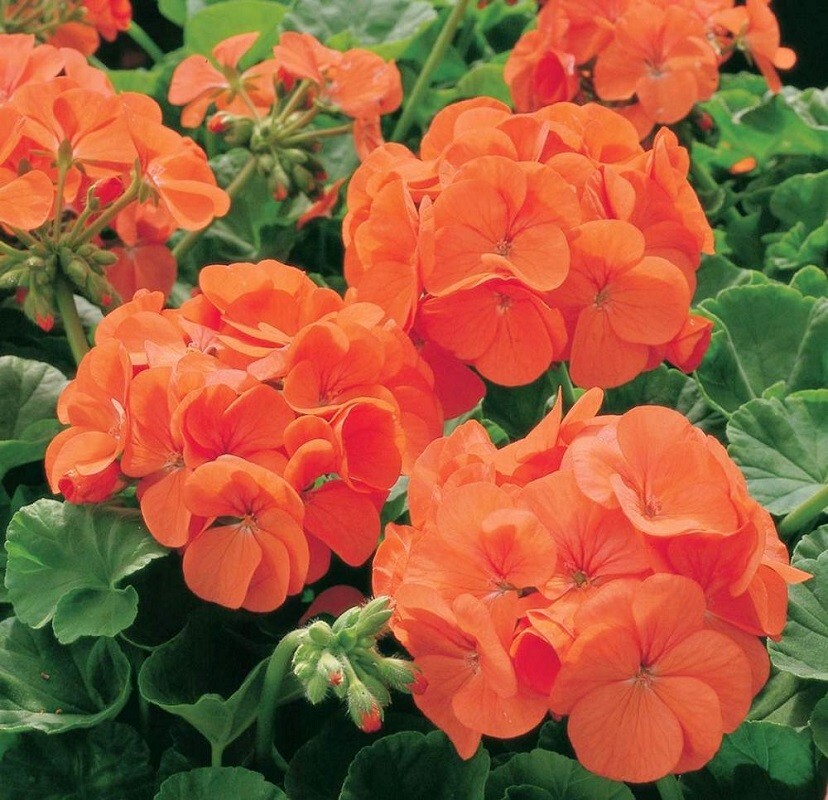Orange Geraniums
