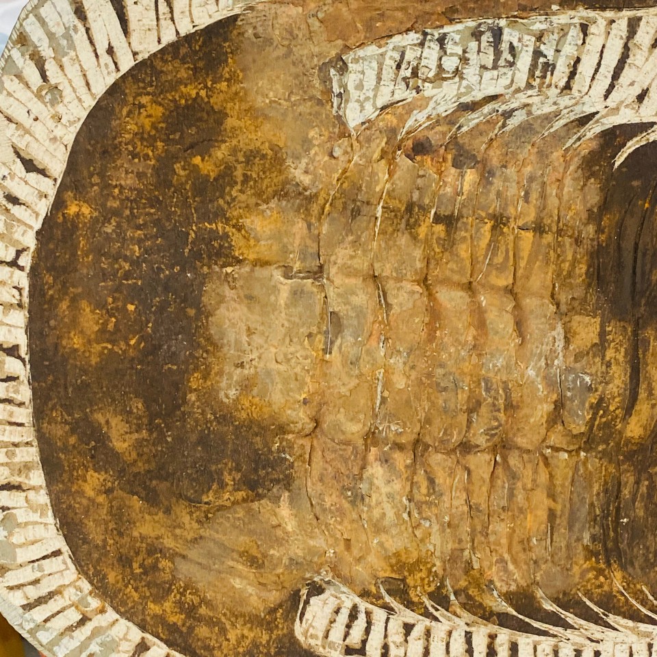 7.94lb Huge Rare Trilobite Fossil Collection Specimen Cambrian Madagascar | eBay