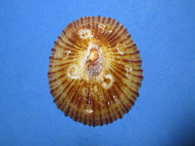 Cellana talcosa (Gould, 1846) "ENDEMIC HAWAIIAN LIMPET" (61.7mm) | eBay