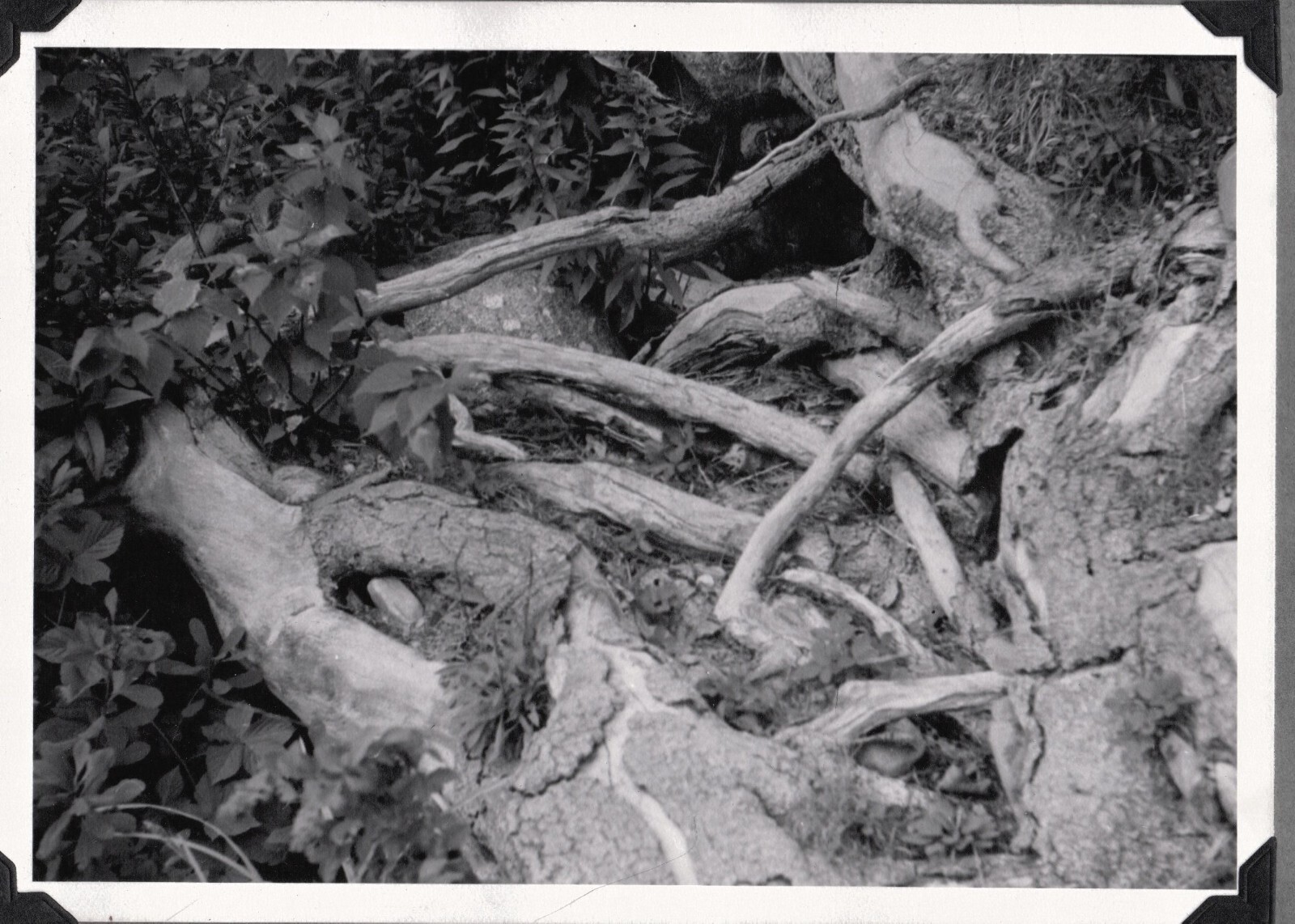 VINTAGE PHOTOGRAPH 1957-58 KEDGE LODGE KEJIMKUJIK LAKE NOVA SCOTIA ...