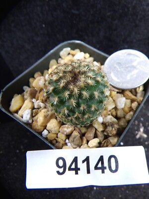 Turbinicarpus Ysabelae Seedling Live Cactus Cacti Succulent Plant 94140 ...