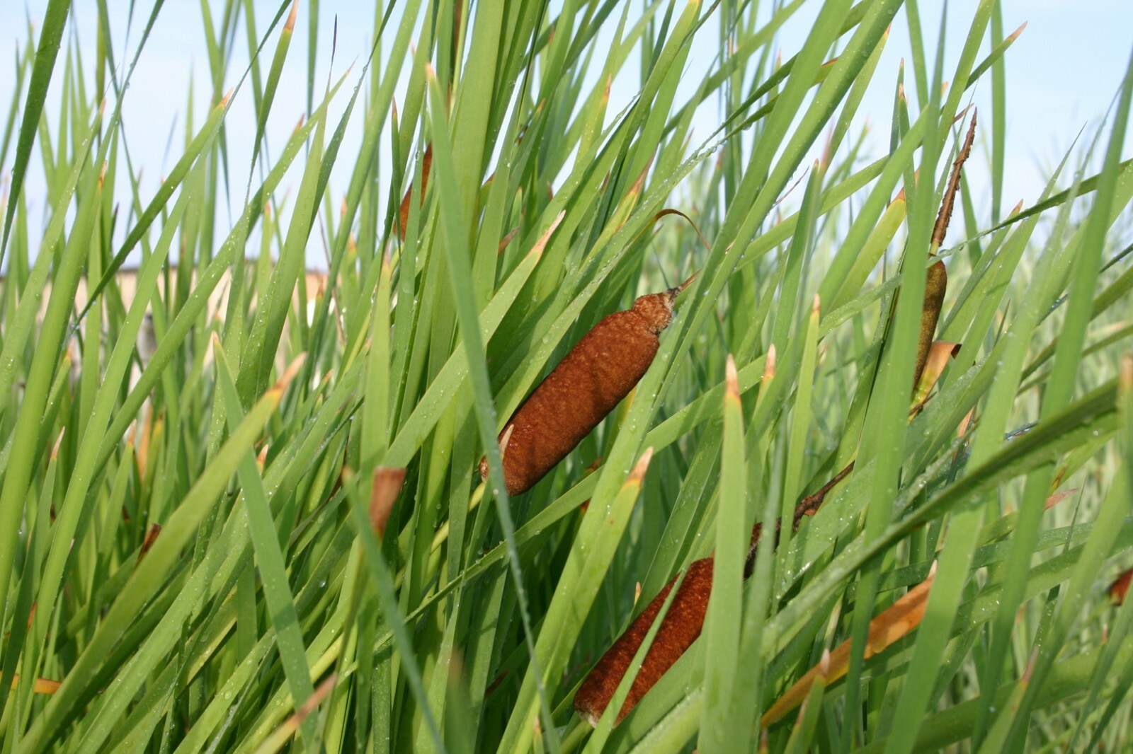 Live Cattail Winter Hardy Aquatic Marginal Pond/Bog Plant - Buy 2 Get 1 ...