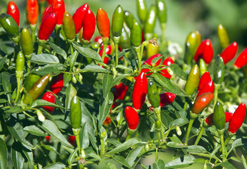 Extreme Hot Thai Chili - L'une des variétés de piments thaïlandais les ...