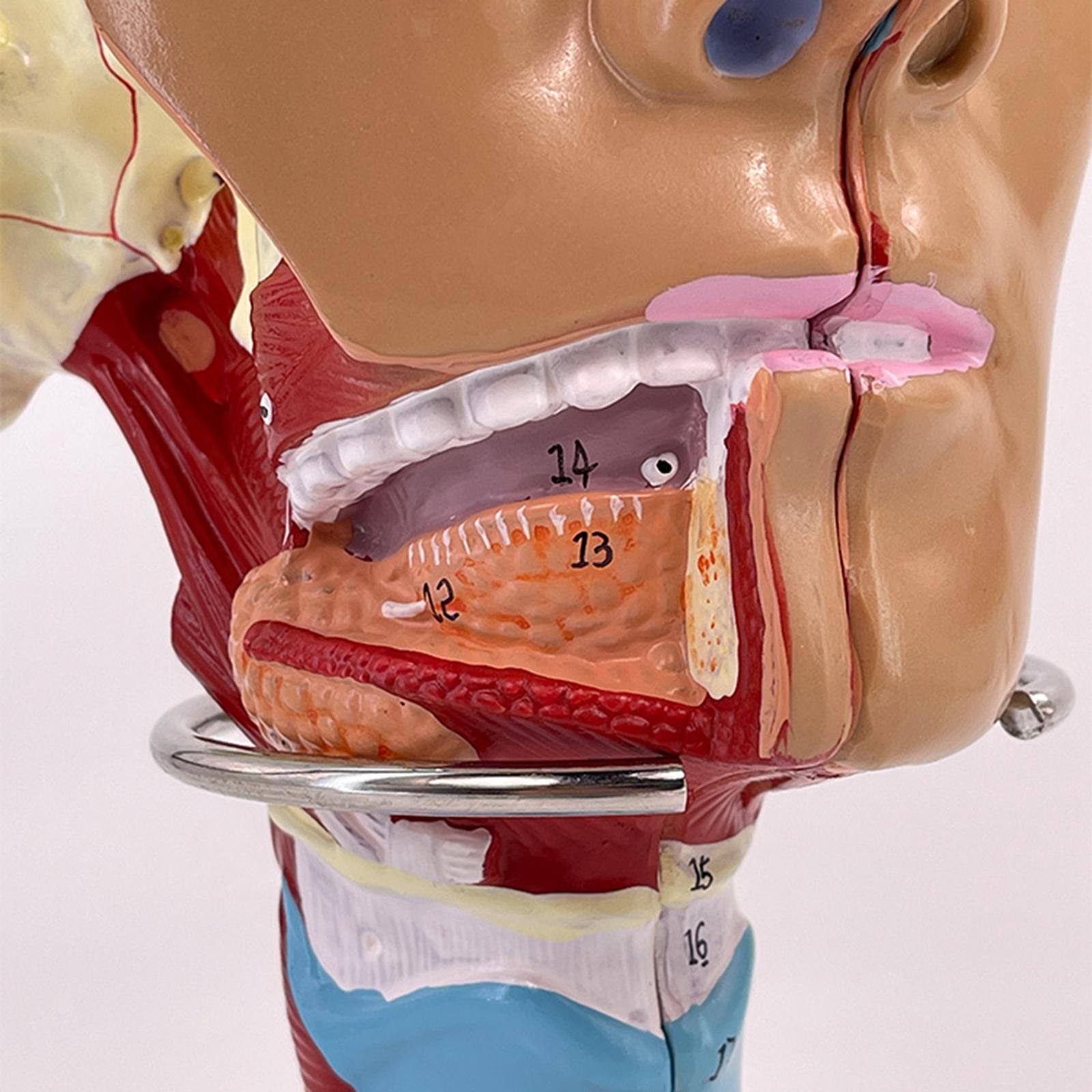 Nasal Cavity Throat Model Sturdy PVC for Science Classroom Display | eBay