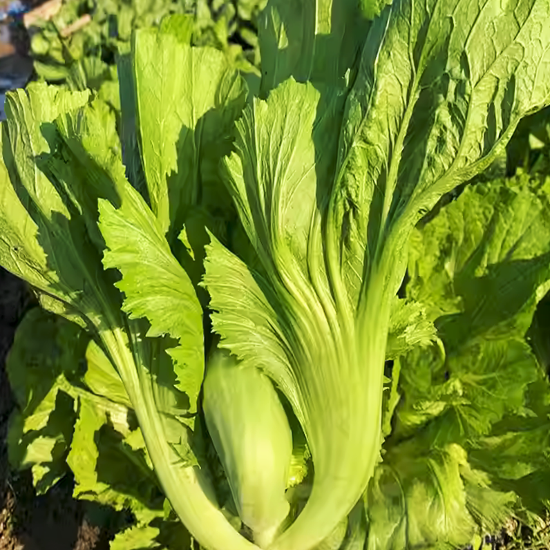 Chinese Mustard Greens