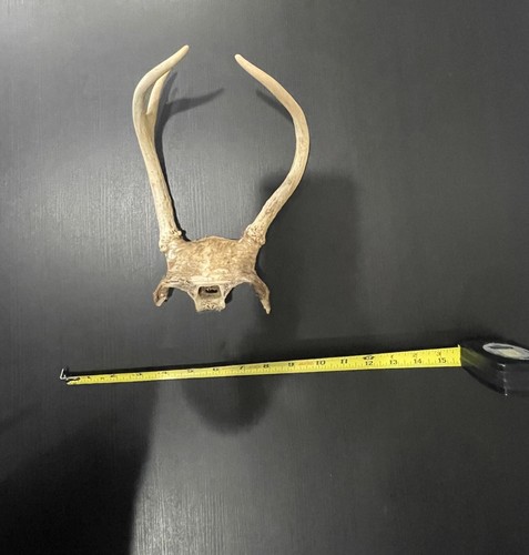 3 point Deer Antlers Skull Taxidermy | eBay