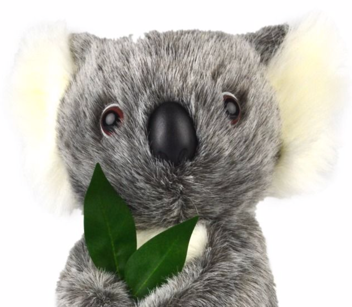 Koala Adorable ~KORIMCO KOALA 20cms Soft Toy Australian Made Plush
