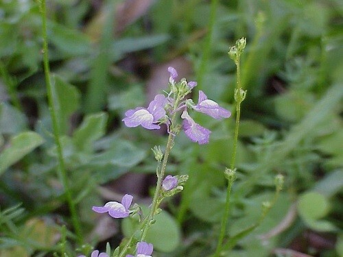 Linaria Canadensis Linaria Canadensis (L.) Chaz. | Plants Of The World