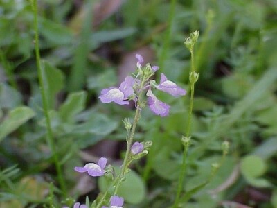 Canadian Toadflax Seeds (Linaria canadensis) 1000 Seeds | eBay