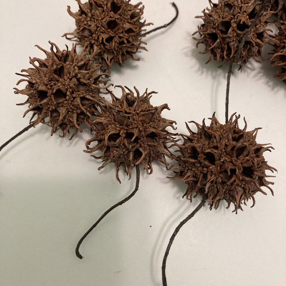 100 Sweet Gum Tree (Liquidambar) Spiked Ball Pods, Dried Crafts ...