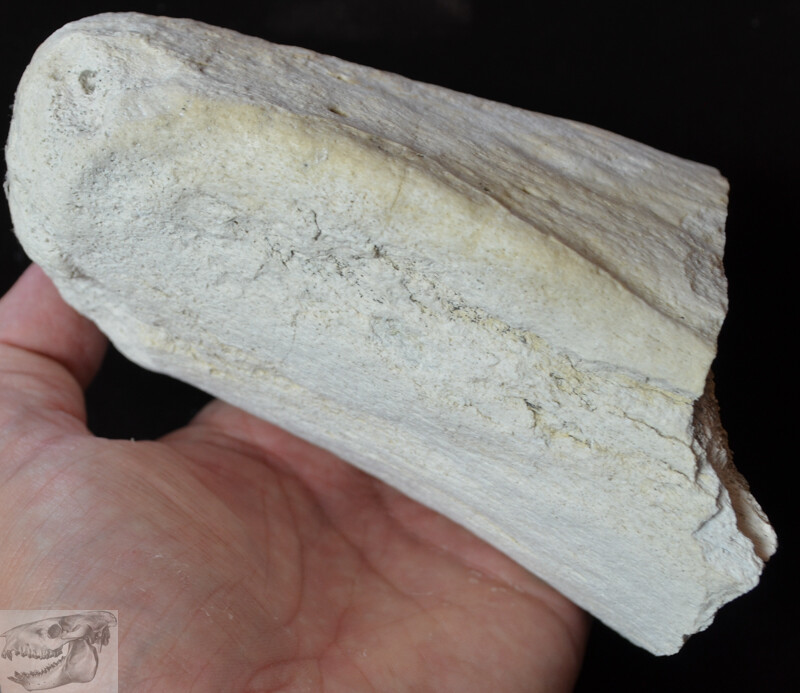 Titanothere Fossil Horn, Brontothere, Badlands South Dakota, 35 Mya, 2 ...