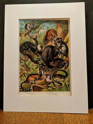 1880 Henry J Johnson Monkey Lemur Aye Aye Plate III Quadrumana Art ...