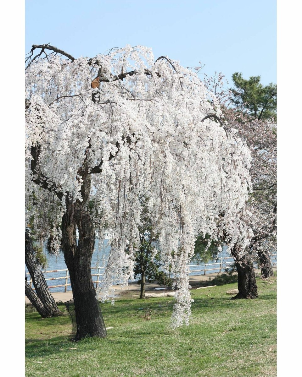 Japanese Weeping Willow Tree