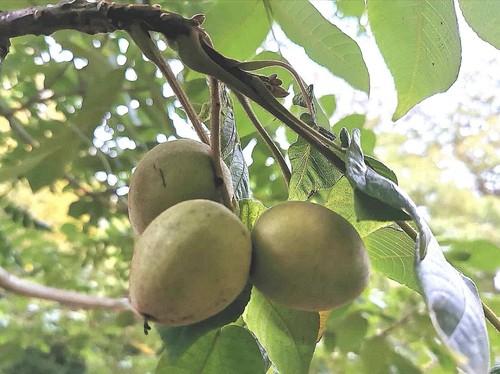 rare walnut fruit tree Juglans cathayensis Chinese Walnut egg shaped ...