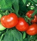 Tomato Shady Lady II 100 seeds | eBay