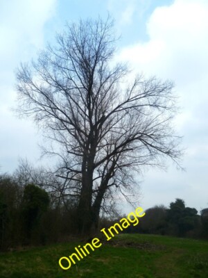 Photo 6x4 Itchen Way (125) Winchester The path reaches a large tree ...