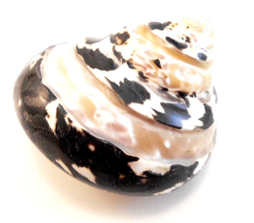 1 Large Polished Banded Pica Turbo Shell Sea Shell Hermit Crabs 3" (1 1 ...