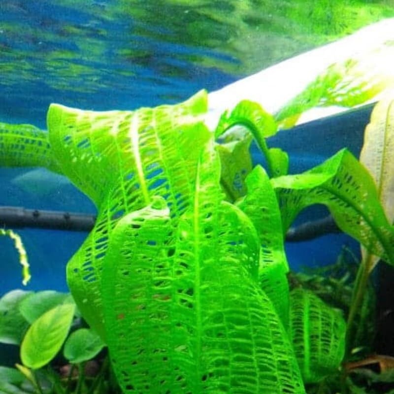 Live Aponogeton Aquarium Plants Bulbs Aquatic Plants Freshwater Fish ...