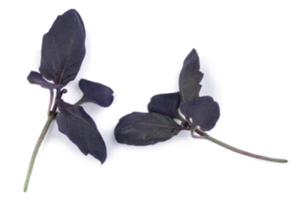 Basil Red Microgreens Seeds Micro herb Basil Red herb basil purple x ...