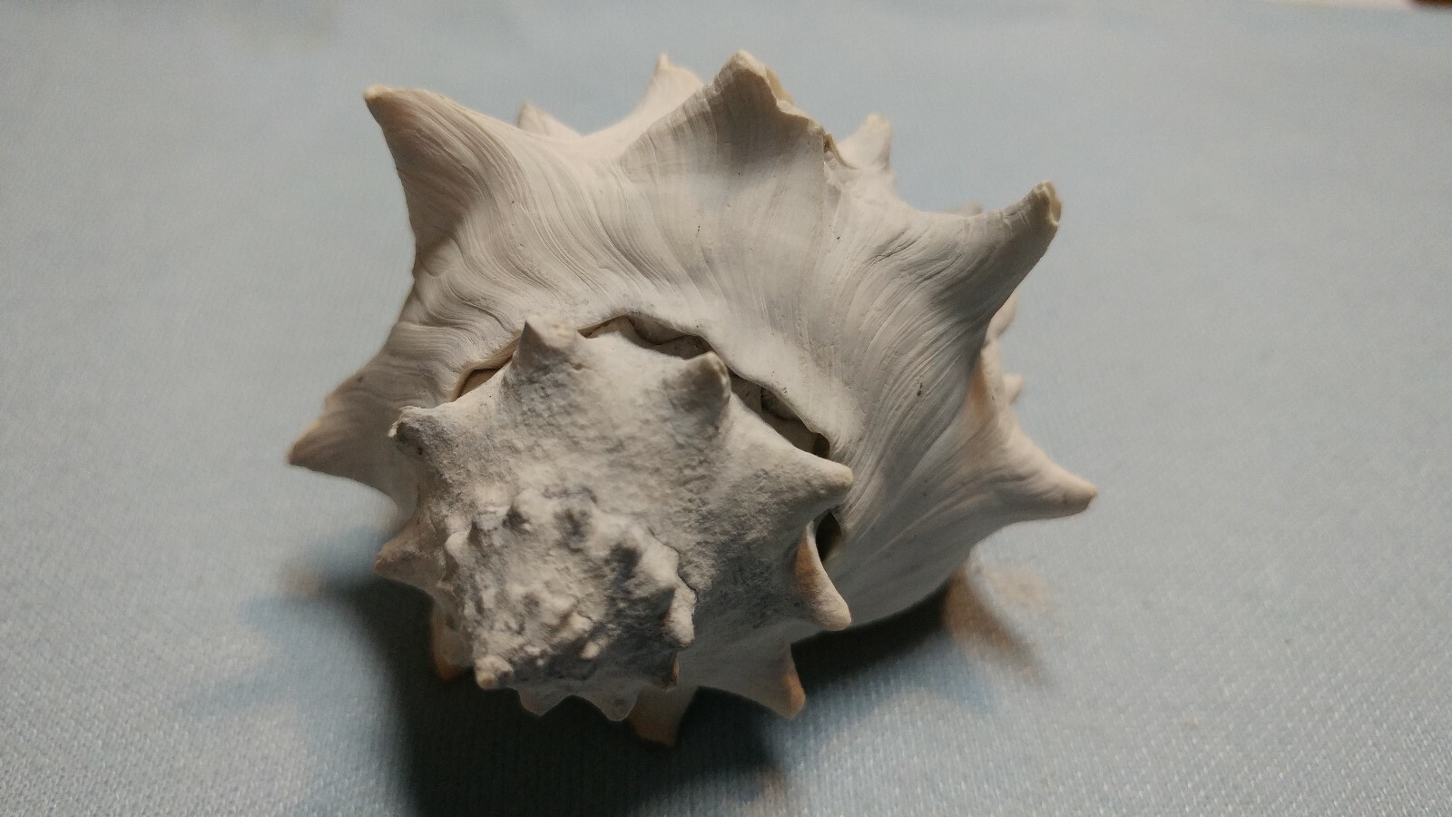 Rare FOSSIL WHELK SHELL from FLORIDA - Busycon palmbeachensis | eBay