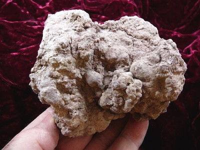 (PP515-25) 1.14 lb Real Fossil Crocodile croc POOP doo doo Triassic ...
