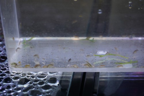 Live Freshwater Gammarus Shrimp, Freshwater Scuds, Live Fish Food ...