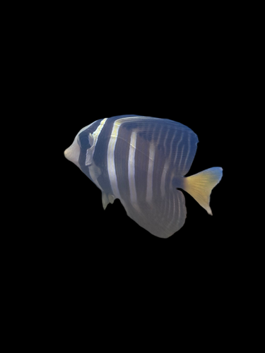 Live Sailfin Tang – Large Reef-Safe Surgeonfish for Saltwater Aquarium ...