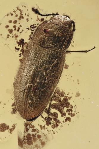 FALSE SKIN BEETLE Biphyllidae Diplocoelus Fossil BALTIC AMBER + HQ Pic ...