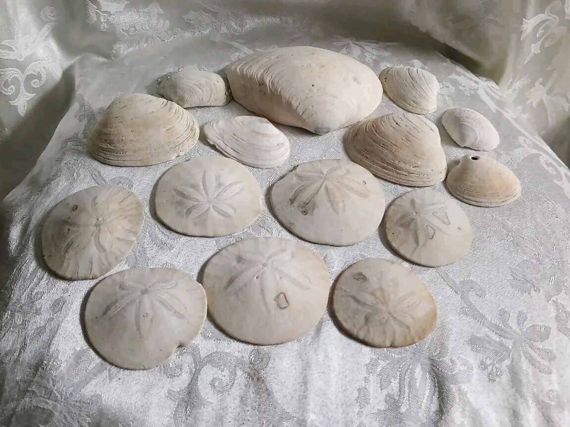 Pacific Northwest Clam Shell & Sand Dollar Lot Of 15 Shells (Natural ...