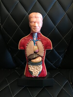 Human Anatomy Trunk Torso Model with Removable Organs Lungs Liver ...