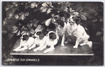 Vintage Japanese Toy Spaniels Black & White Dog Postcard Unposted | eBay